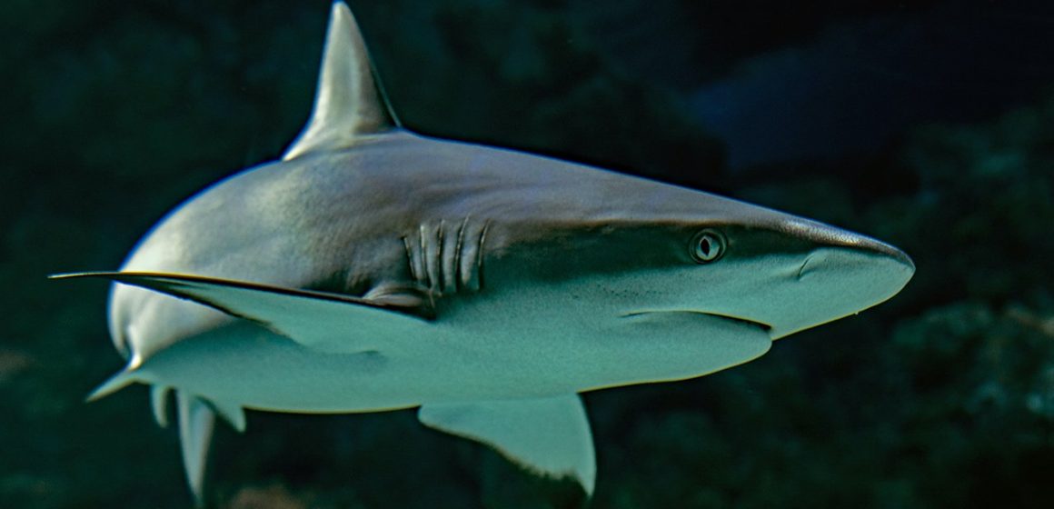 Tiburones, mantarrayas y quimeras, en peligro de extinción ‘sin ...