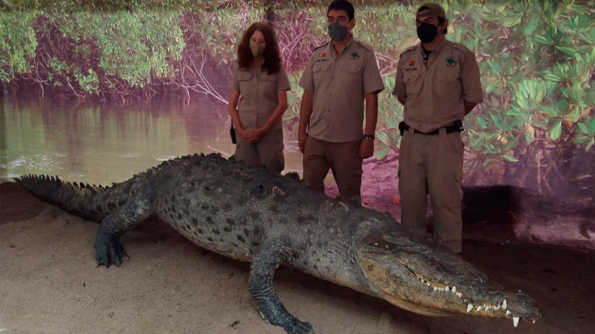 Inauguran el mes del cocodrilo en el Zoológico Miguel Álvarez del Toro ...