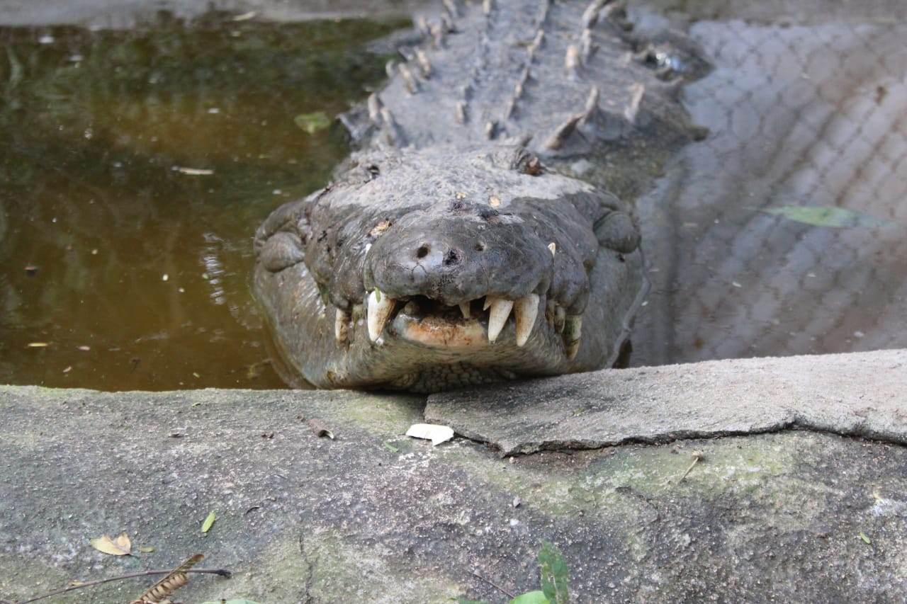 Cocodrilo El Grande, protagonista del mes de septiembre en la ...
